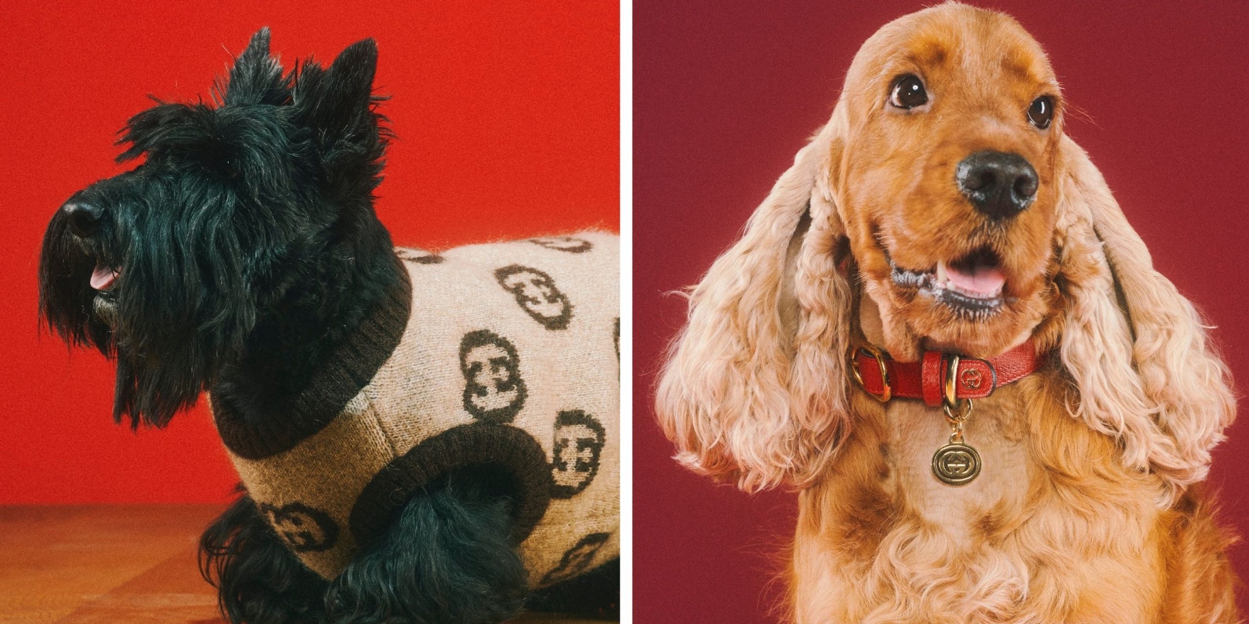 Gucci Pet Collection | Sandra‘s Closet