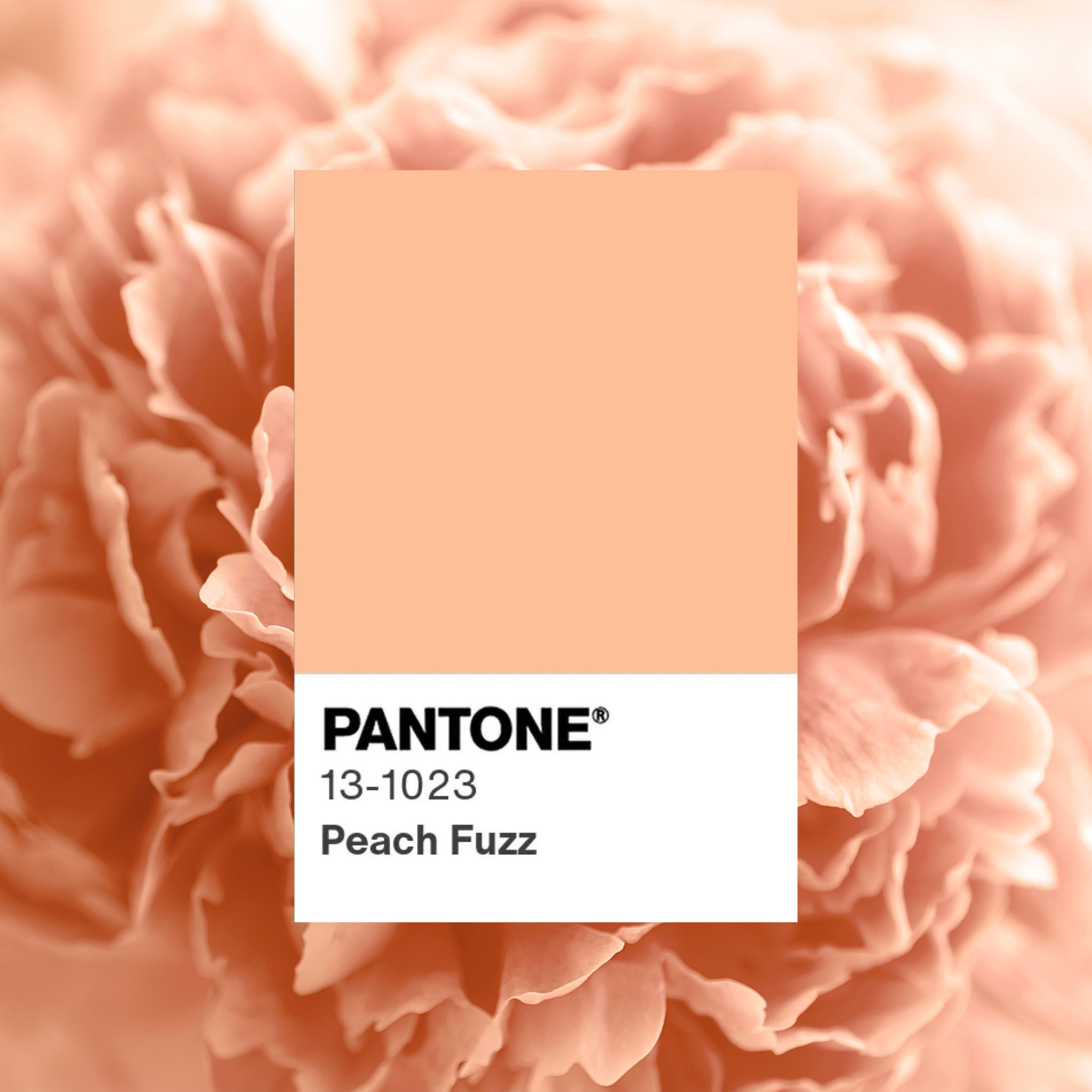 Pantone Color of the Year 2024 | Sandra‘s Closet